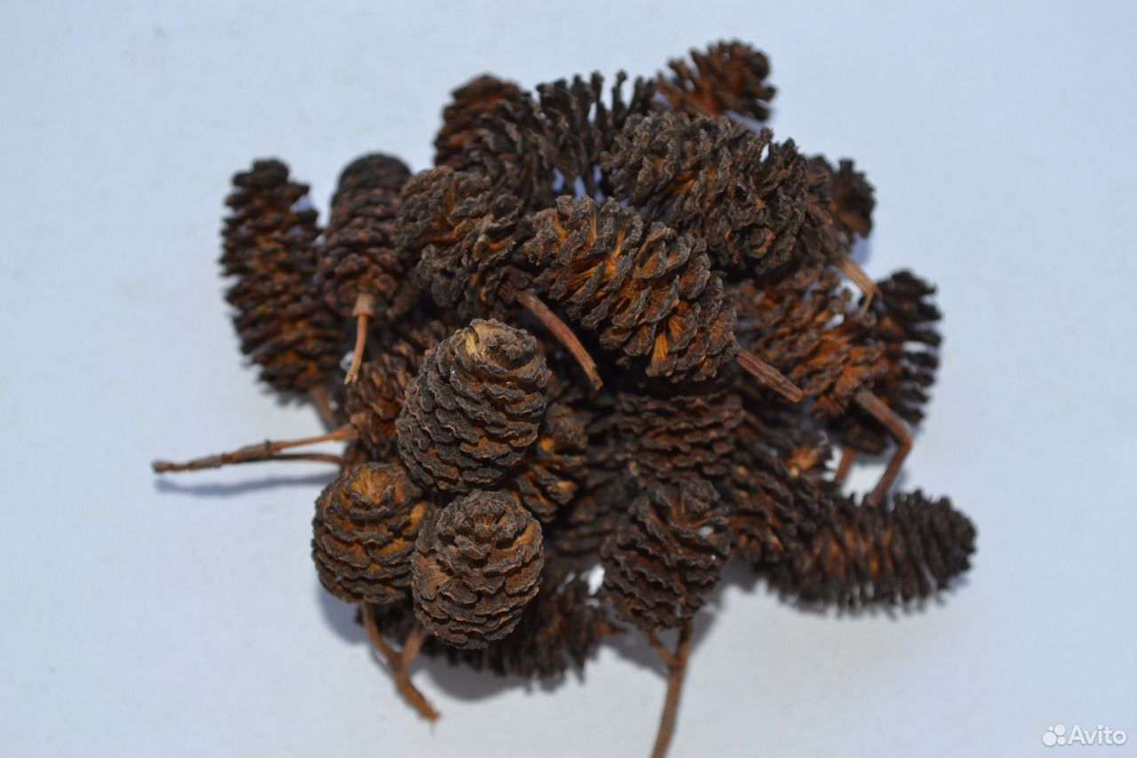 Шишки ольхи