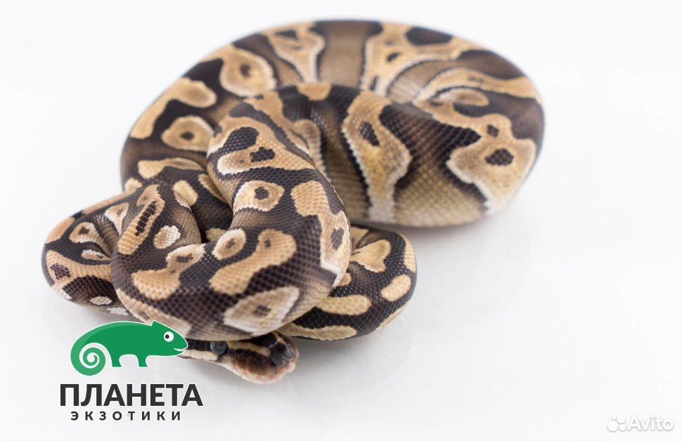 Питон Королевский Mojave