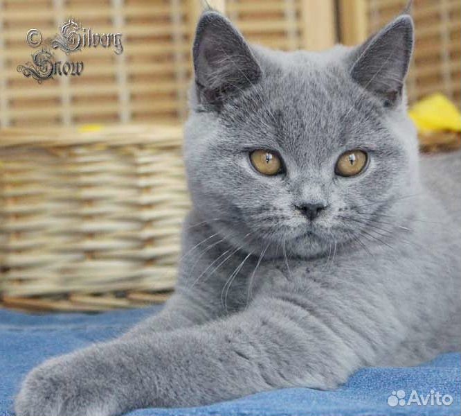 Подрощенные британские голубые котята