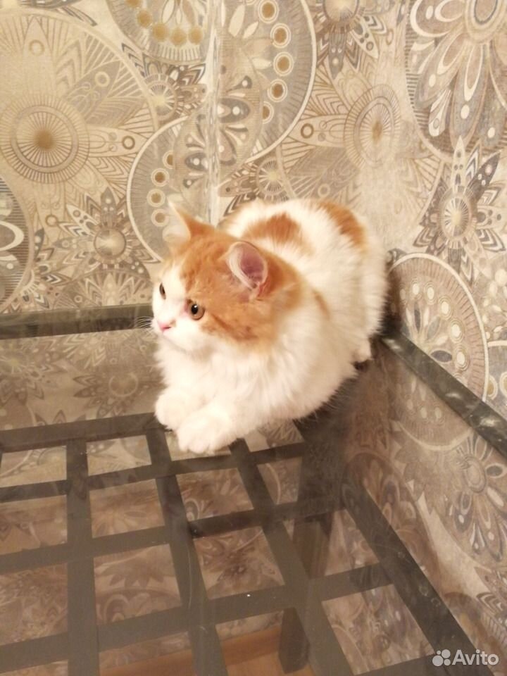 Британский котёнок