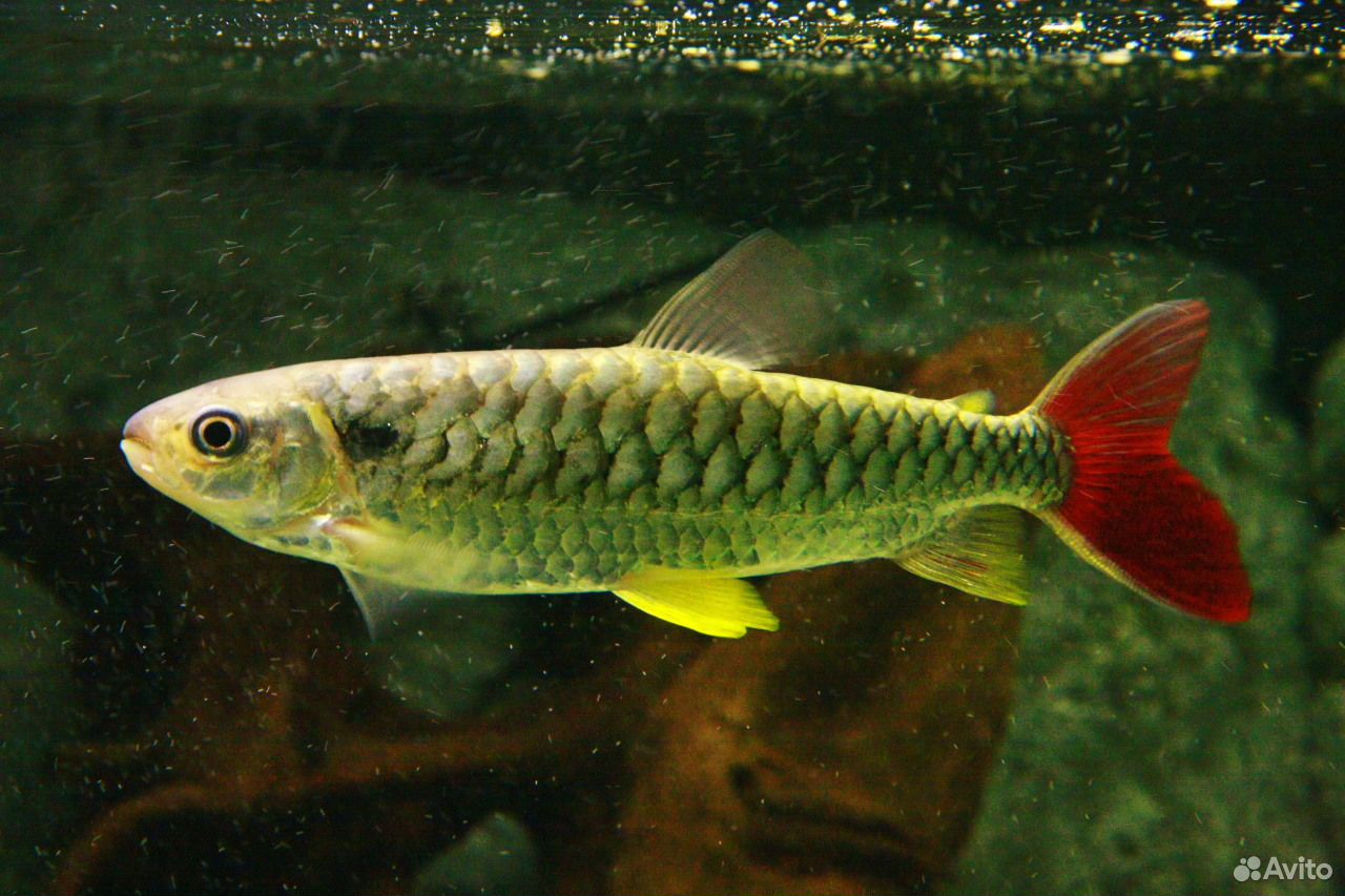 Хальцеус краснохвостый