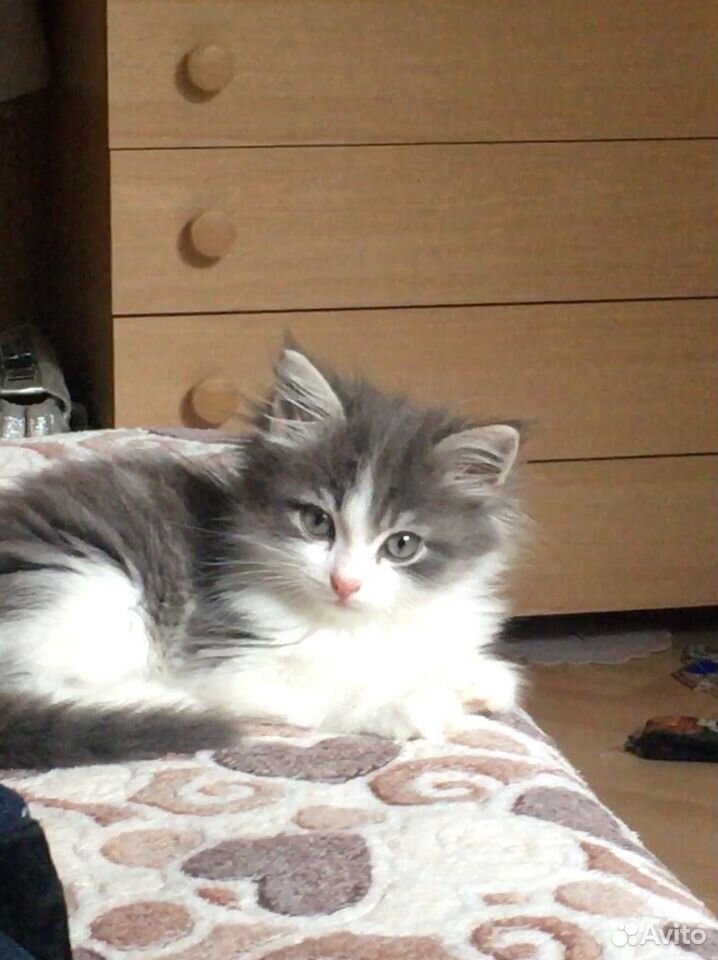 Котёнок Фантик