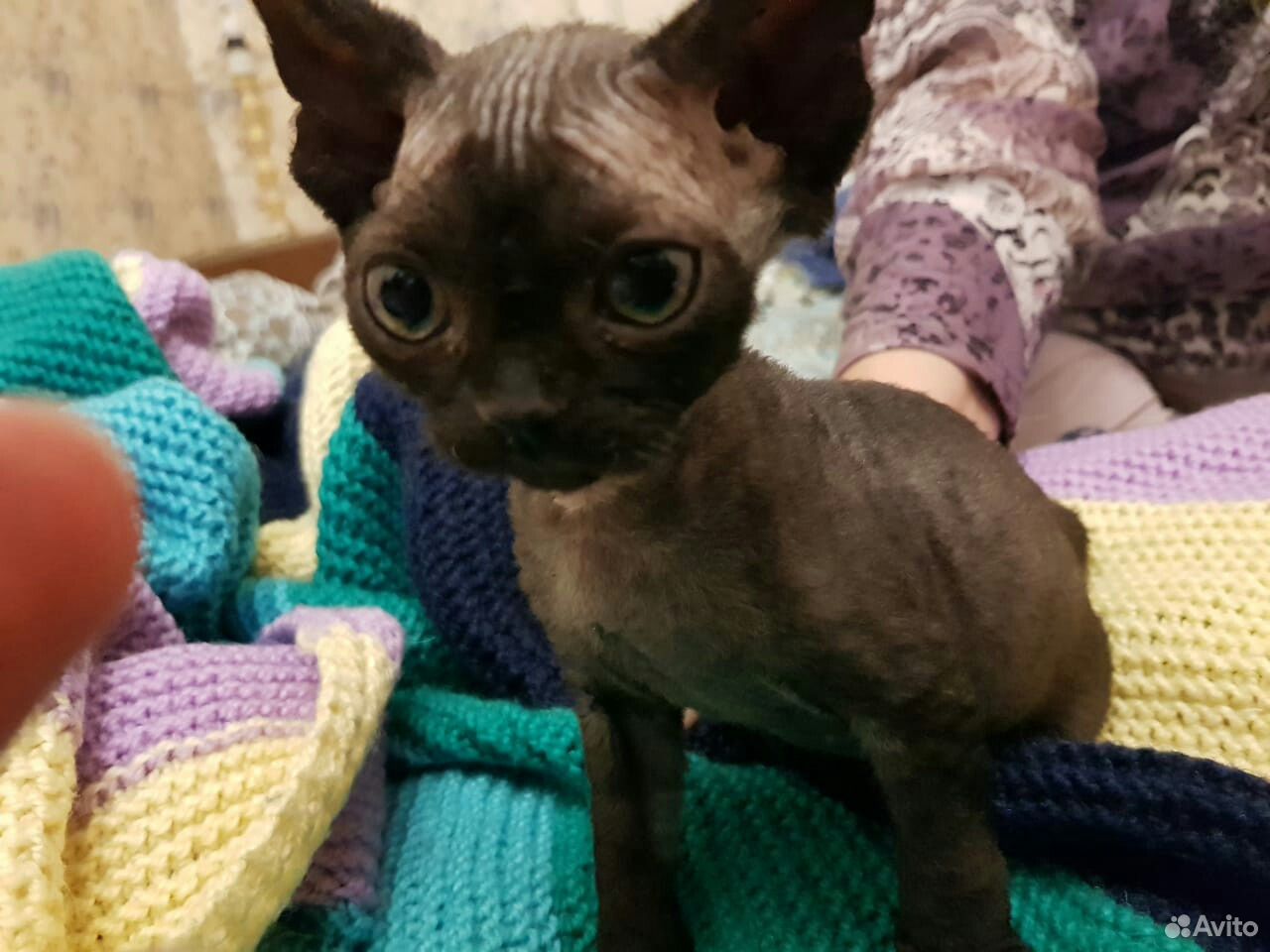 Котята Девон-рекс