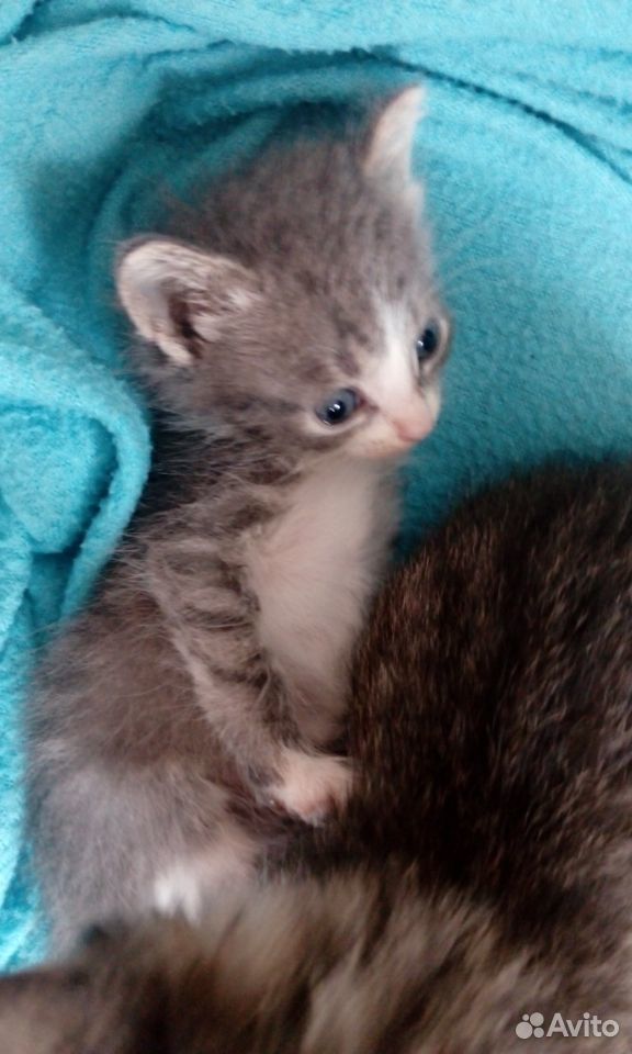 Отдам в добрые руки котят