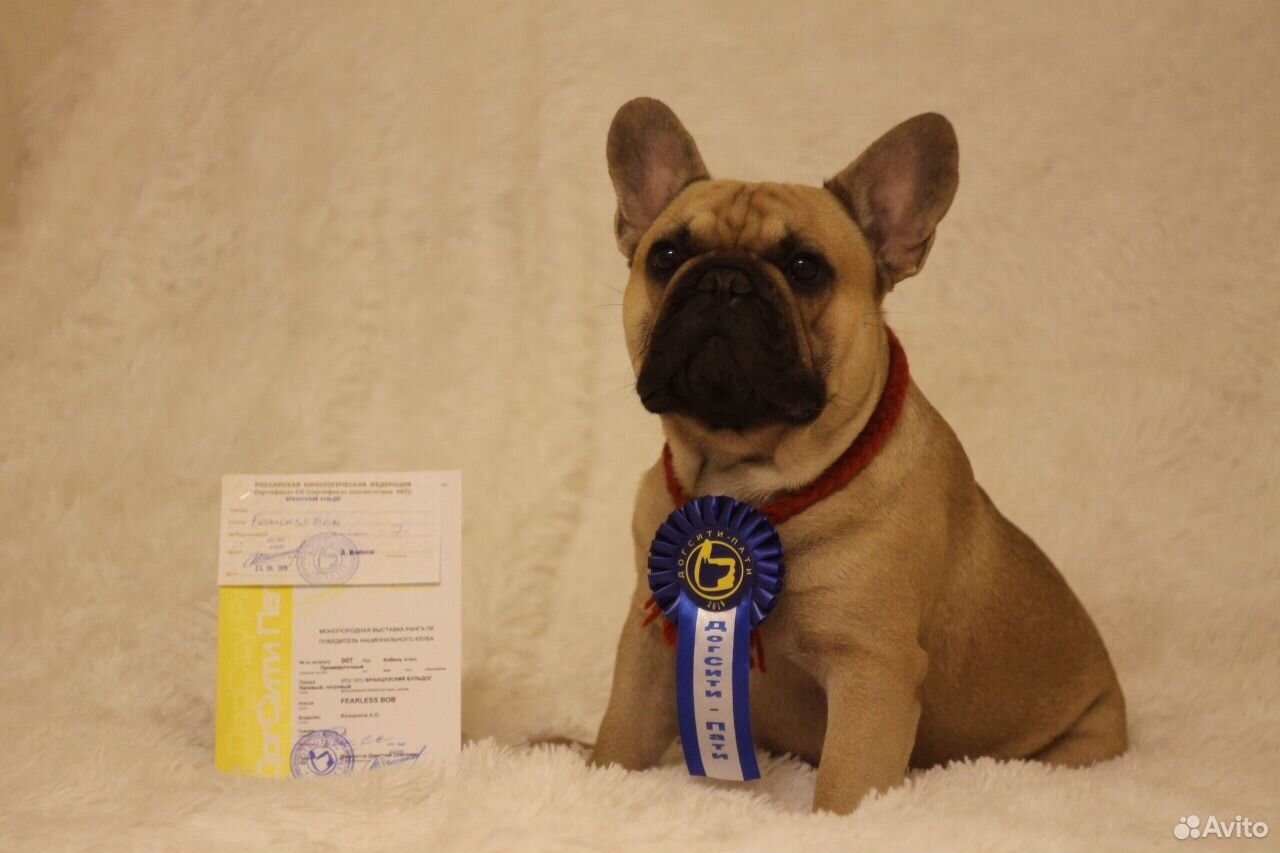 Вязка. Настоящий полковник ищет невесту