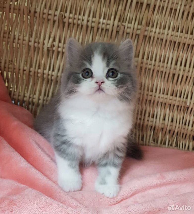 Шотландская