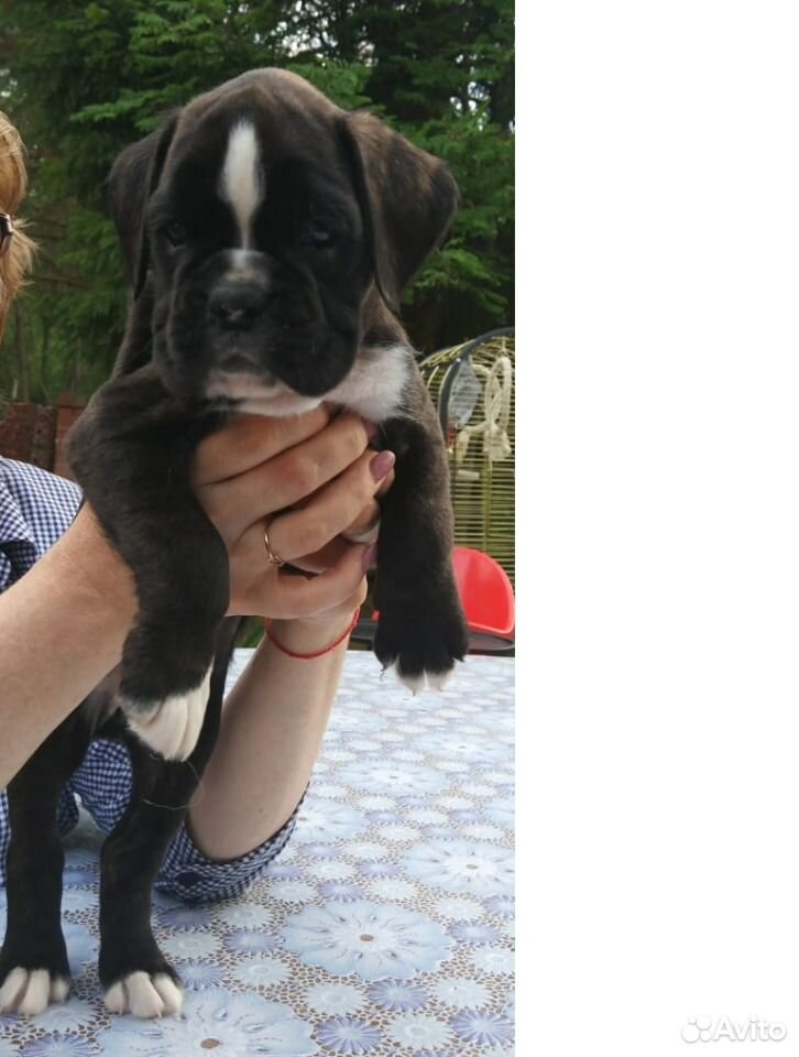 Боксера щенки тигровые