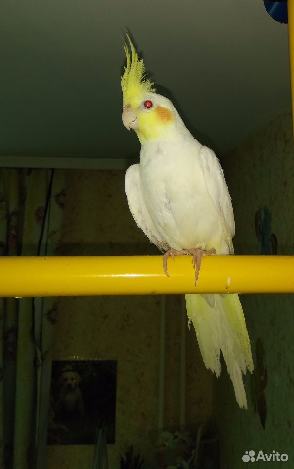 Домашний птенец Кореллы самец