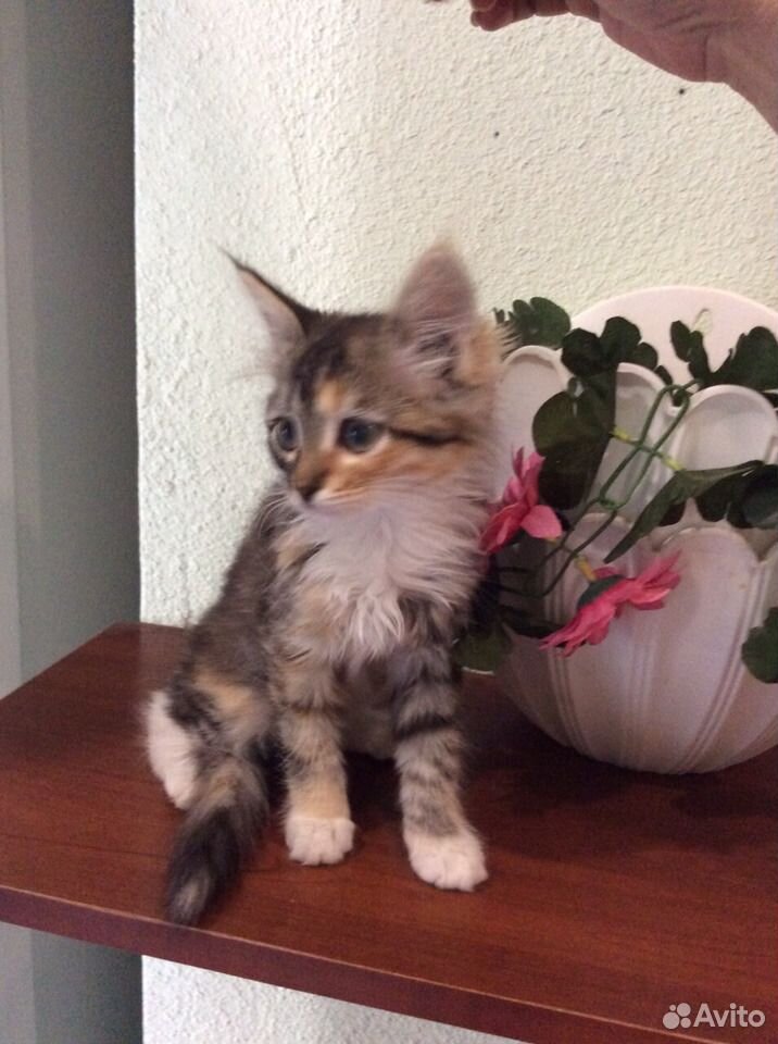 Котенок в дар