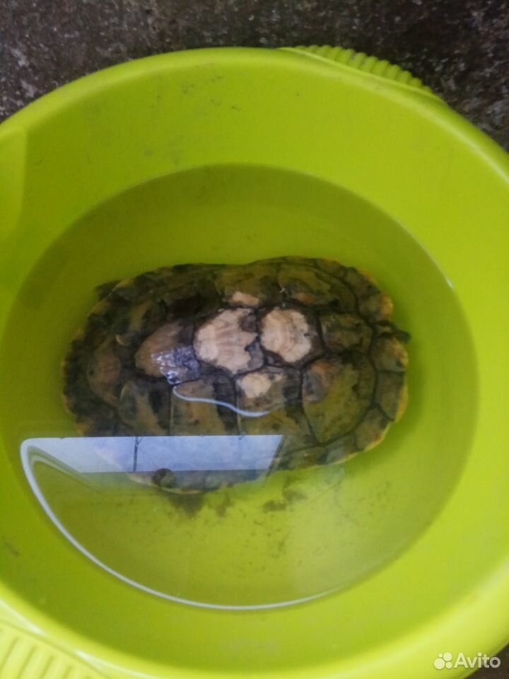 Отдам черепаху