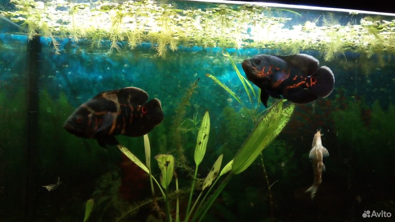 Астронотусы пара