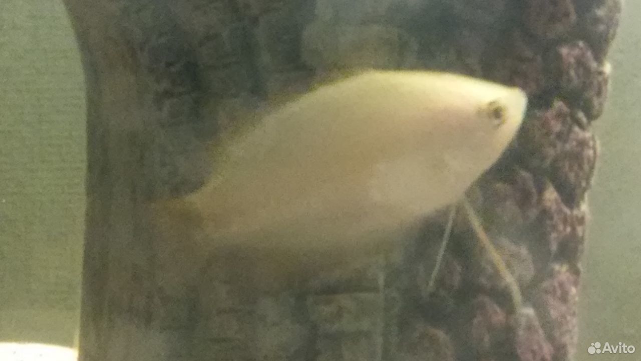 Медовый гурами