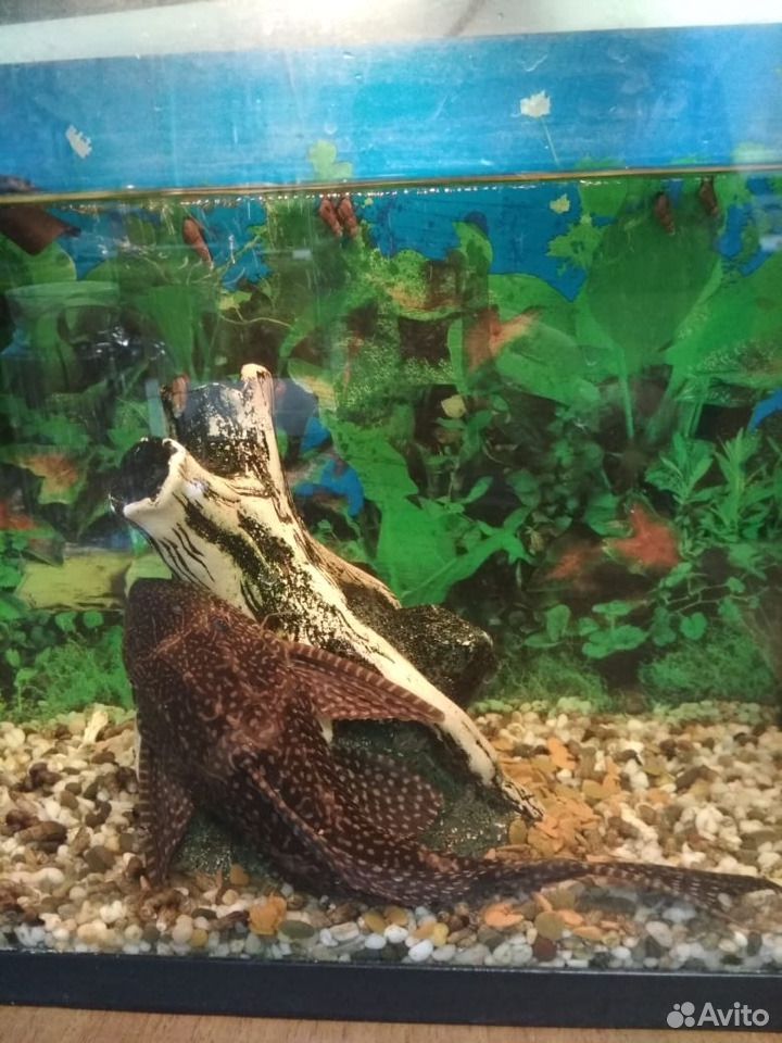 Сомик аквариумный