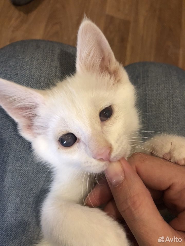 Слепой котенок мальчик 2 мес