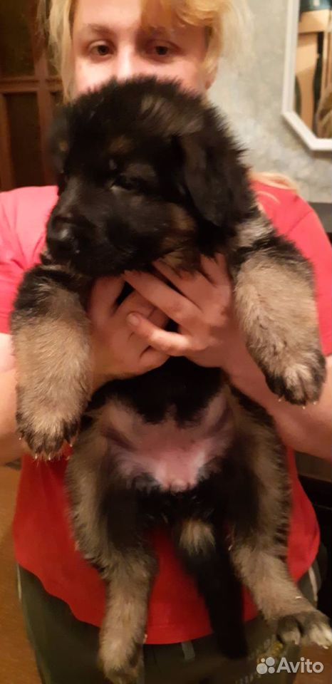 Щенки немецкой овчарки