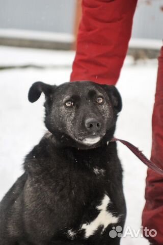 Маня собака в добрые руки