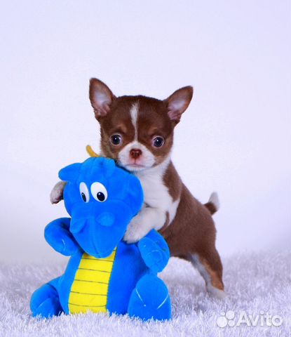 Красивые миниатюрные чихуа