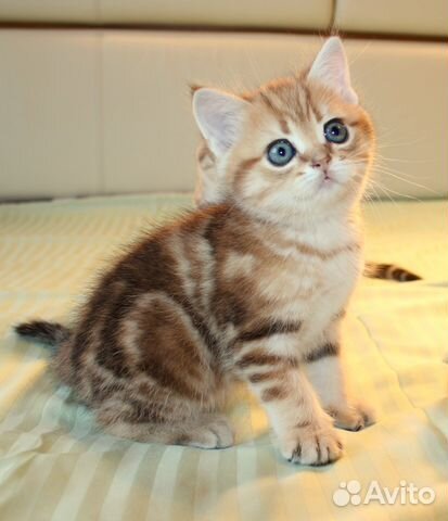 Персик золотое шоу чудо