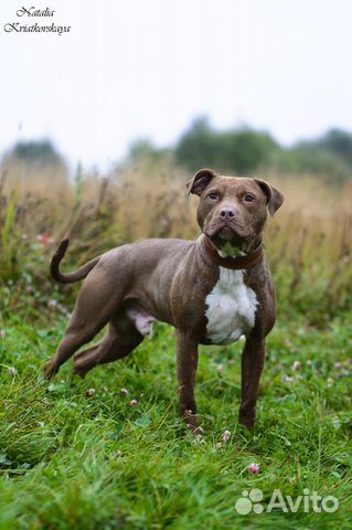 Красноносый пит в добрые руки