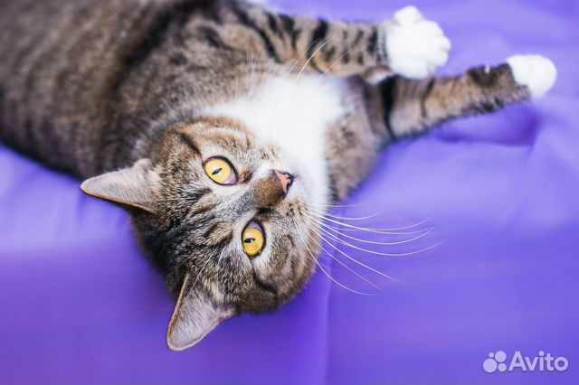 Милый, добрый котик Шарик с идеальным характером