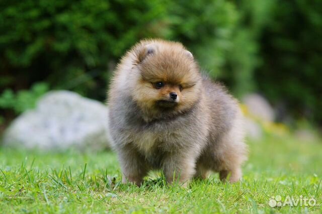 Шпиц померанец