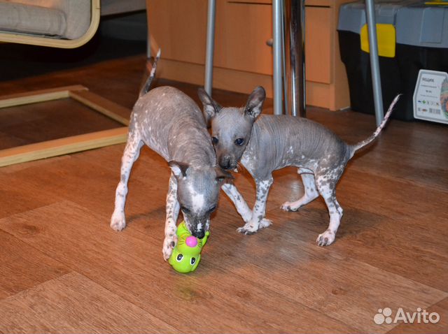 Красивые и яркие щеночки миниатюрного размера