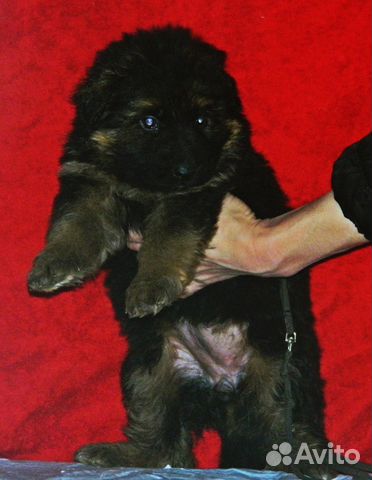German shepherd-дети
