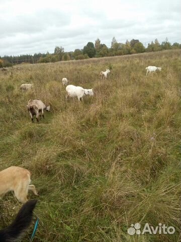 Овечки дойные