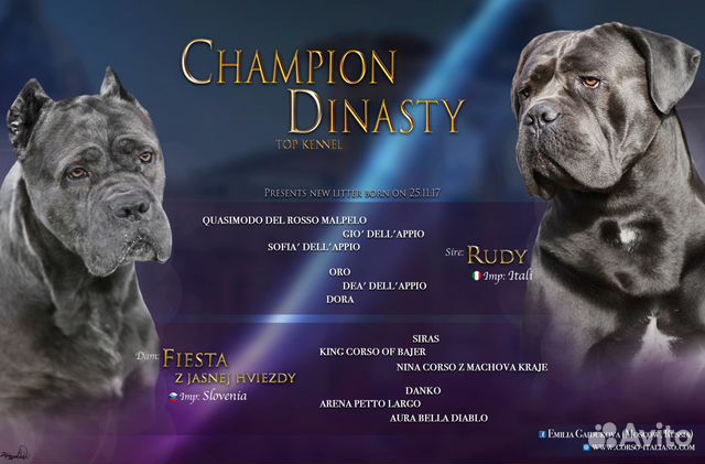 Кане корсо щенки родители Импорт уникальные крови