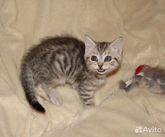 Шотландский мальчик
