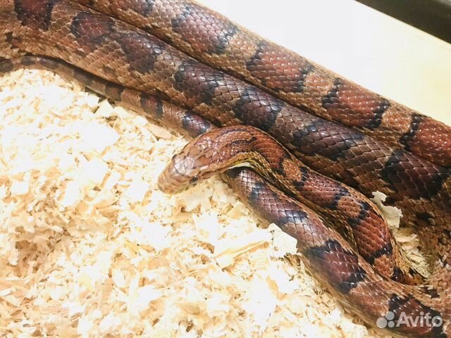 Полоз маисовый