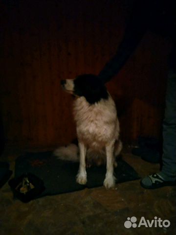 В дар замечательного пса(собака в дар)