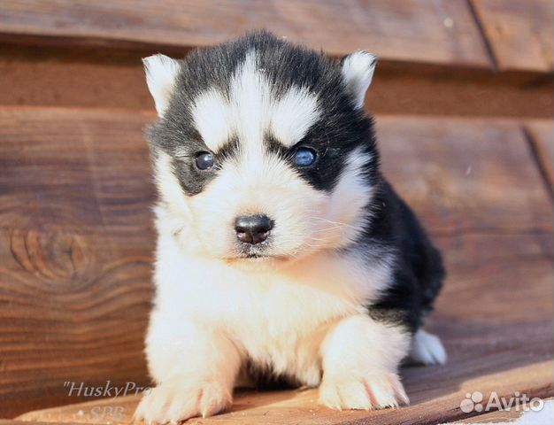 Красивые Щенки Сиб.хаски