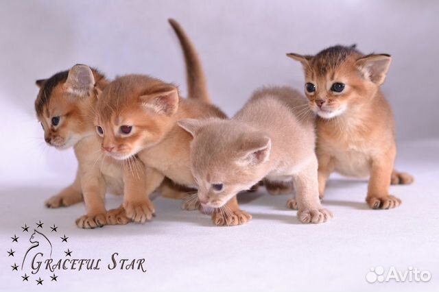 Котёнок с документами