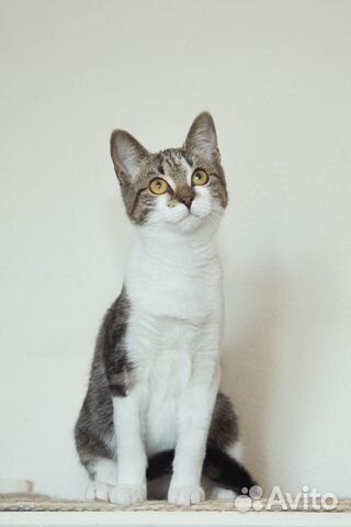 Мурзилка - самая настоящая кошка