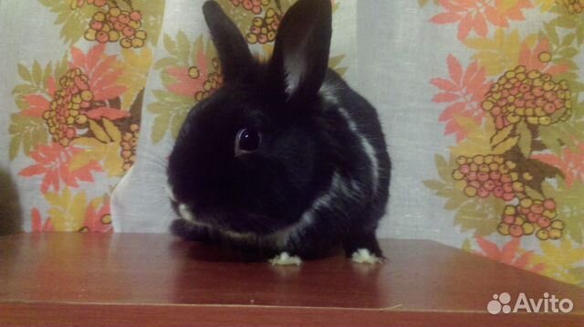 Кролики декоративные