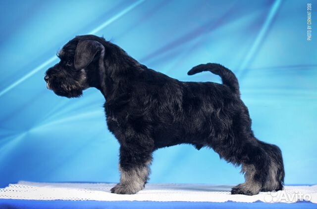 Очаровательные щенки цвергшнауцера