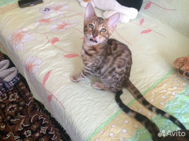 Продажа бенгальских котят