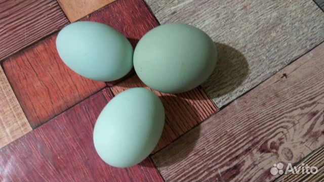 Инкубационные яйца Синь-синь-дянь