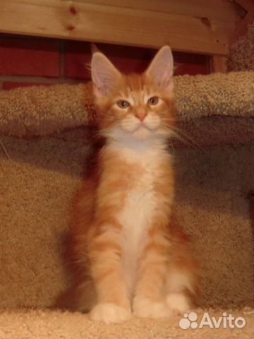 Клубные котята мейн кун-котик Питер Пен