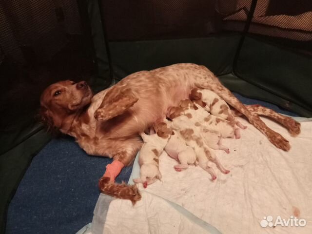 Щенки эпаньоль - бретона