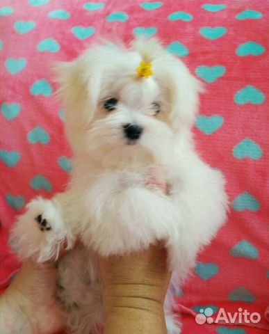 Мальтийская болонка. Щенки Мальтезе. РКФ