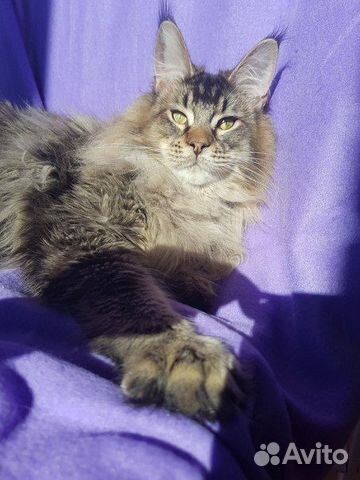 Мальчик Мейн-кун Марсель Мэджик Индиго