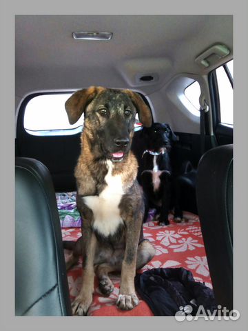 Отдам щенка анатолийской овчарки 6 мес