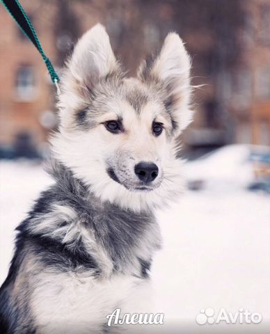 Алёша ищет дом