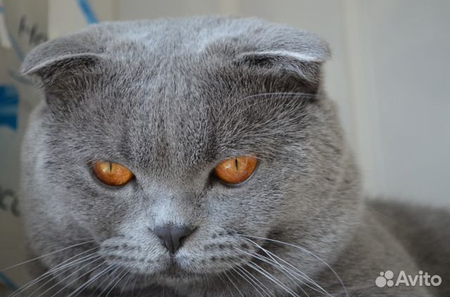 Кот для вязки