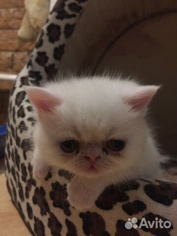 Котята Экзоты