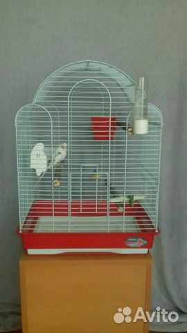 Волнистый попугай