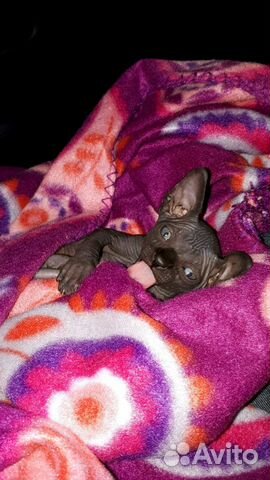 Сфинкс котенок