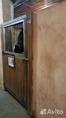 Постой лошади